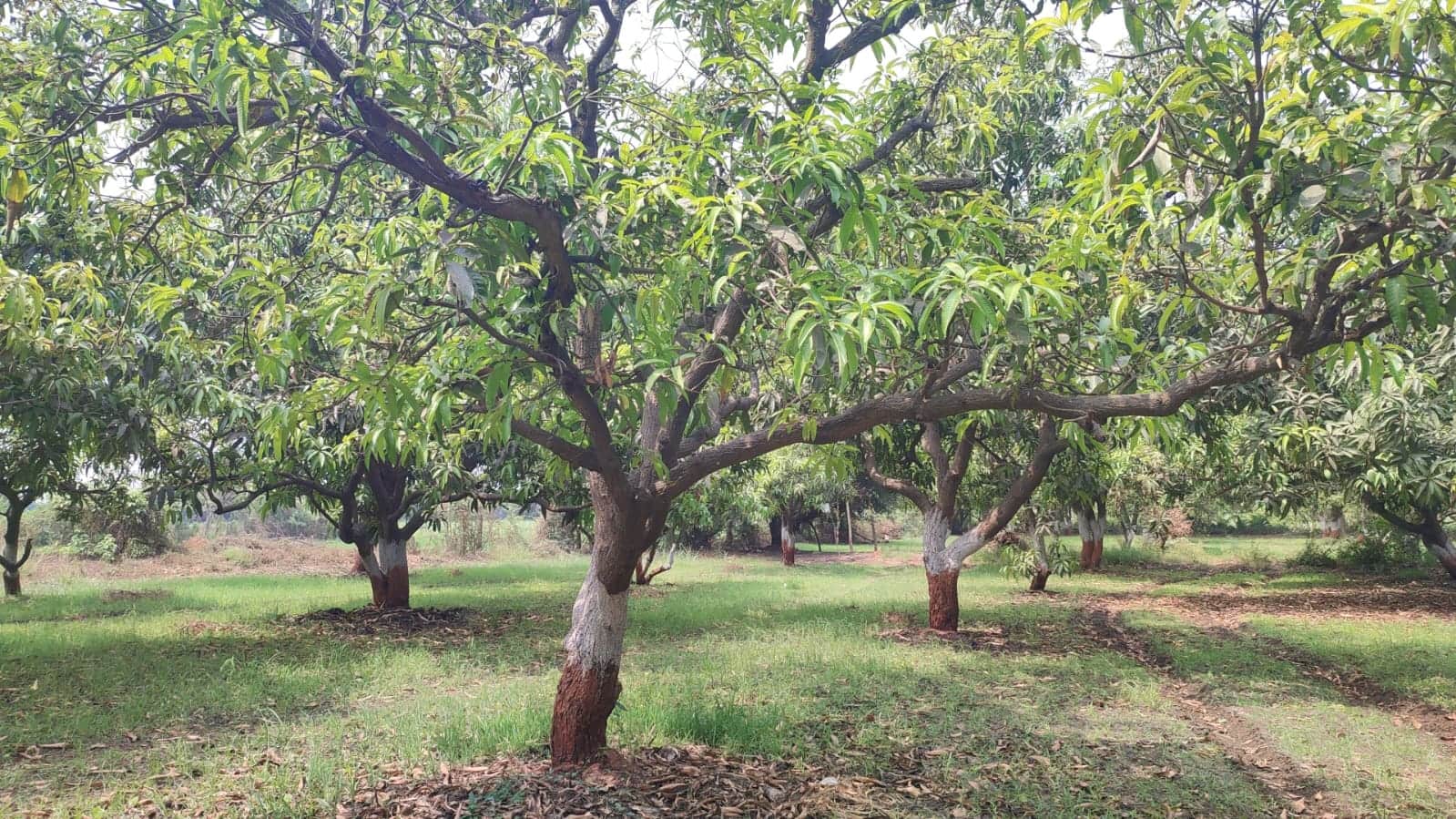 બાગાયતી ખેતી: કેરી અને ચીકુ પકવતા ખેડૂતો ચિંતામાં મુકાયા, જાણો શું છે ...