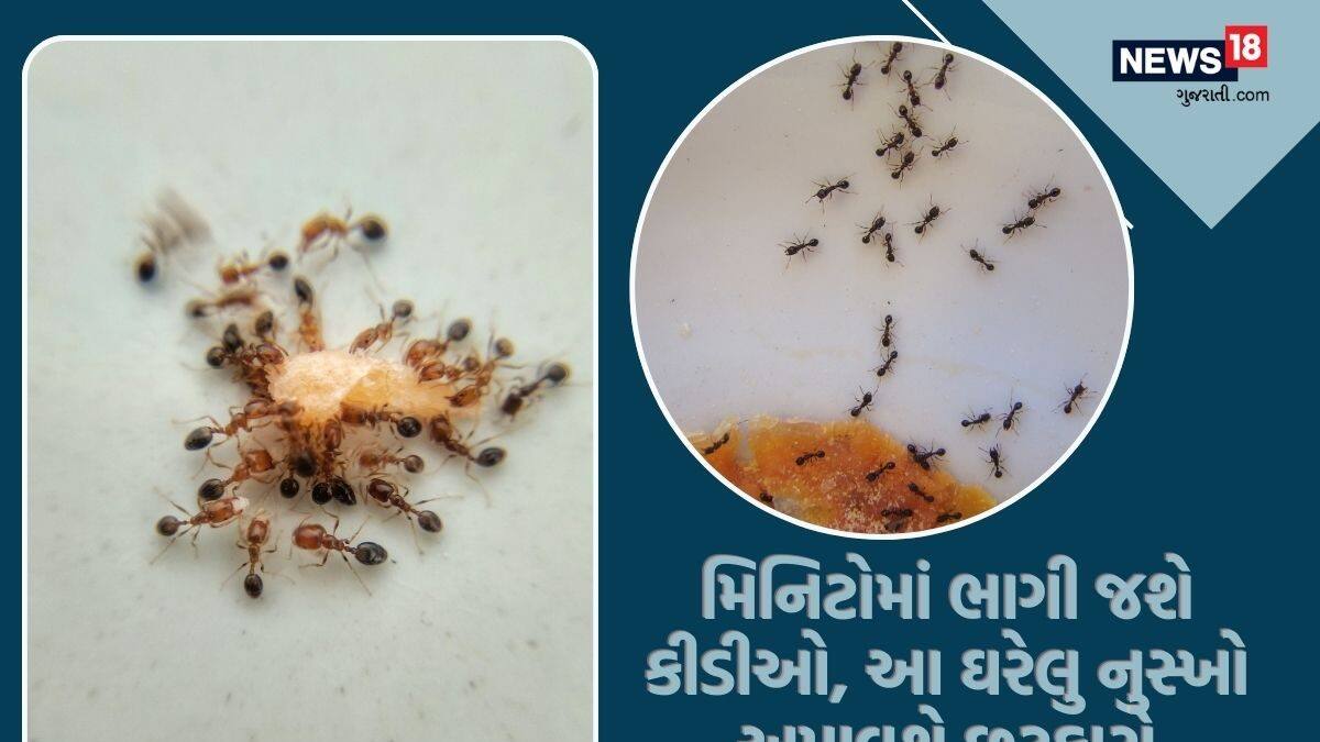 how to get rid of ant form home - કીડીઓને મારવાની જરૂર નથી, આ વસ્તુ ...