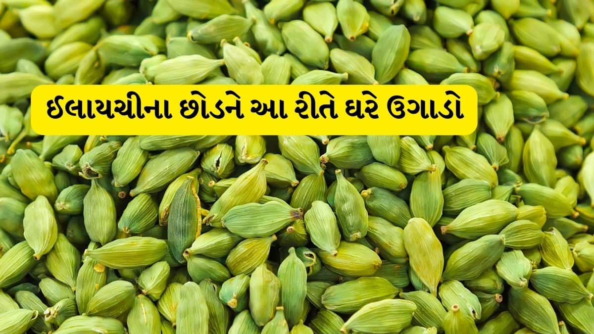 કાયમ મફતમાં ઈલાયચી ખાવી હોય તો આ રીતે ઘરે ઉગાડો, બજારમાંથી લાવવી પડશે ...