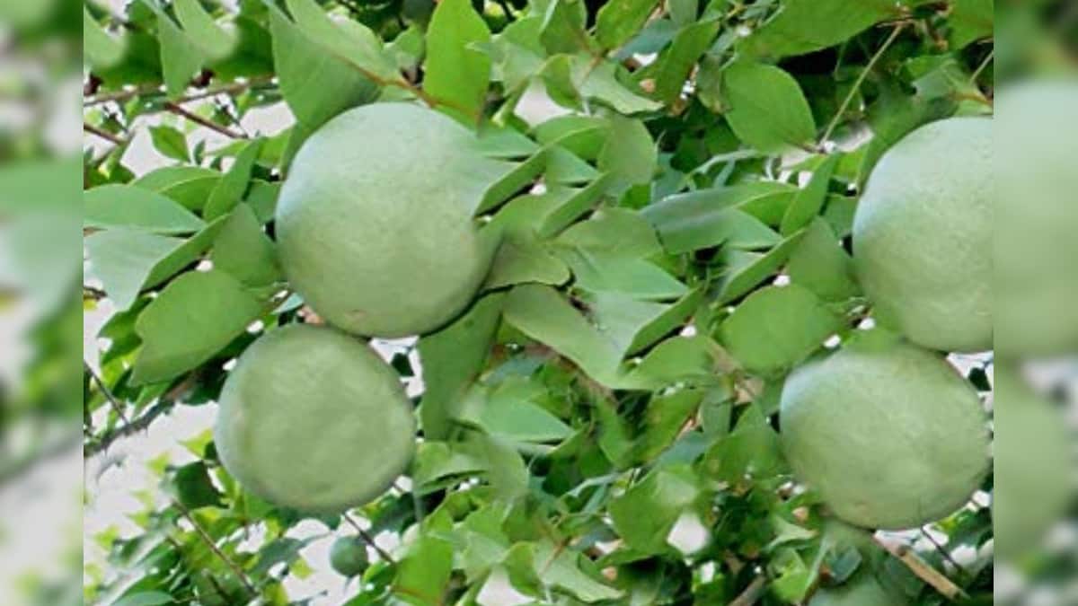 ભગવાન શંકરને પ્રિય એવું આ ફળ ગરમીમાં કરશે તમારી રક્ષા, કબજિયાત-એસિડિટી ...