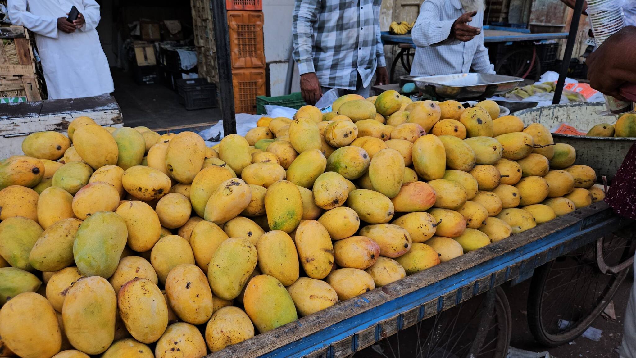 જામનગરમાં કેસર કેરીનાં લેટેસ્ટ ભાવ - Latest Kesar keri Price in ...