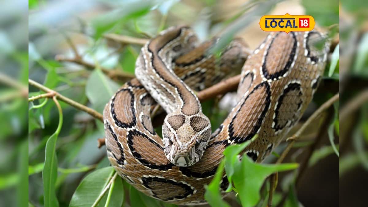 ભારતમાં પાંચ ઝેરી સાપ ખતરનાર - Most venomous snake india – News18 ગુજરાતી
