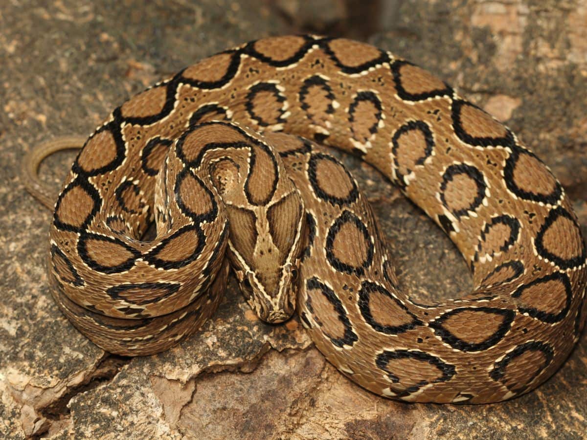 ભારતમાં પાંચ ઝેરી સાપ ખતરનાર - Most venomous snake india | લાઇફ સ્ટાઇલ ...