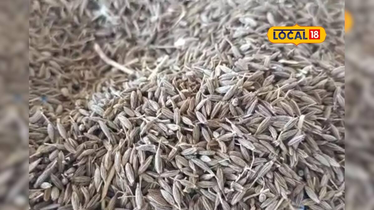 જીરુંના ભાવમાં ઘટાડો - Fall in cumin prices – News18 ગુજરાતી
