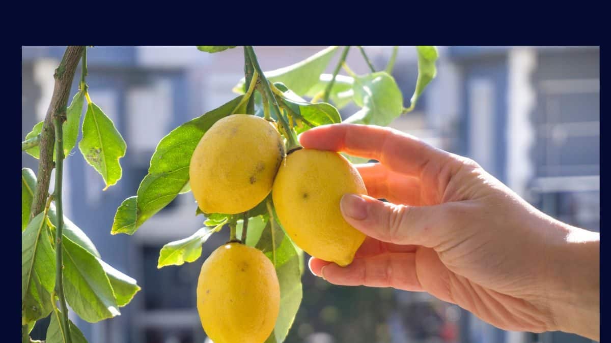 8 સરળ સ્ટેપ્સ ફોલો કરી વાસણમાં લીંબુના બીજમાંથી ઉગાડો છોડ, ગણતરીના ...