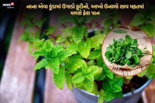 how to grow mint leaves at home - Mint: ઘરના કુંડામાં ઉગાડો લીલાછમ ...