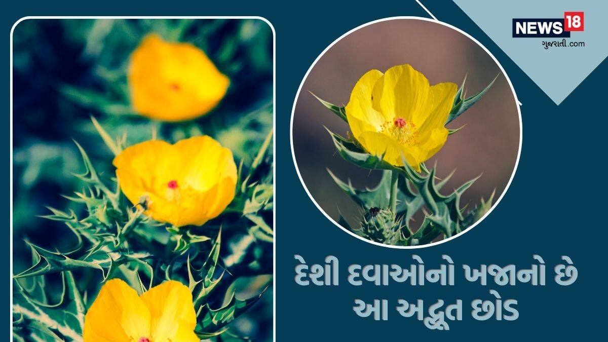 amazing benefits of satyanashi plant reduce diabetes risk boost ...