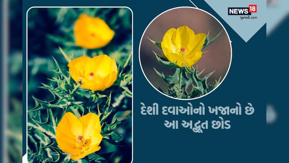 amazing benefits of satyanashi plant reduce diabetes risk boost ...