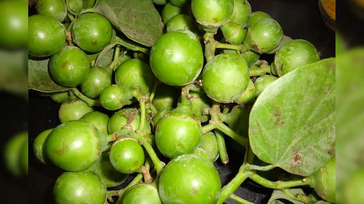 વર્ષમાં ખાલી 2 મહિના જોવા મળતા આ ફળના ઝાડથી ધાધર સહિત ચામડીના રોગ મટાડી ...