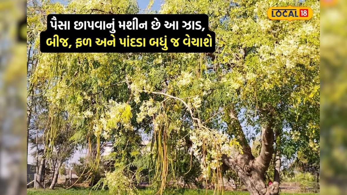 પૈસા છાપવાનું મશીન છે આ ઝાડ, બીજ, ફળ અને પાંદડા બધું જ વેચાશે, થશે બંપર ...