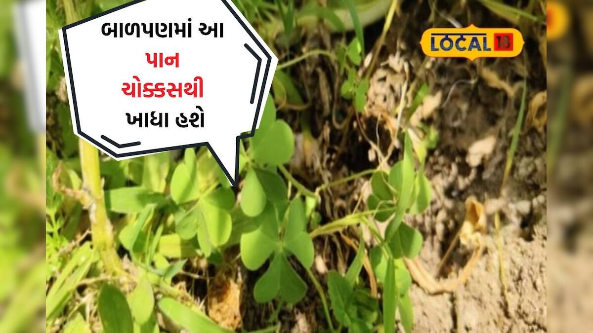 ચંગેરી ઘાસ ઝાડ, ઉલ્ટી અને તાવ માટે રામબાણ ઈલાજ - Changeri grass tree, a ...
