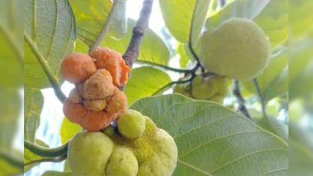 ખાલી 5 રૂપિયામાં મળતા આ ફળ ખાવાથી કાયમ યુવાન દેખાશો, ઉંમર વધશે પણ ...