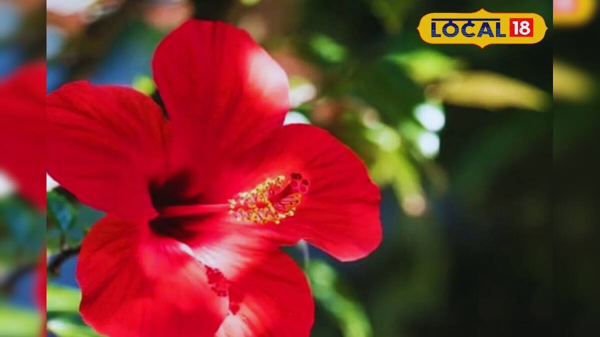 આ એક ફૂલના ફાયદા છે અનેક, 24 જેટલી બીમારીઓનો રામબાણ ઈલાજ-jashud flower ...