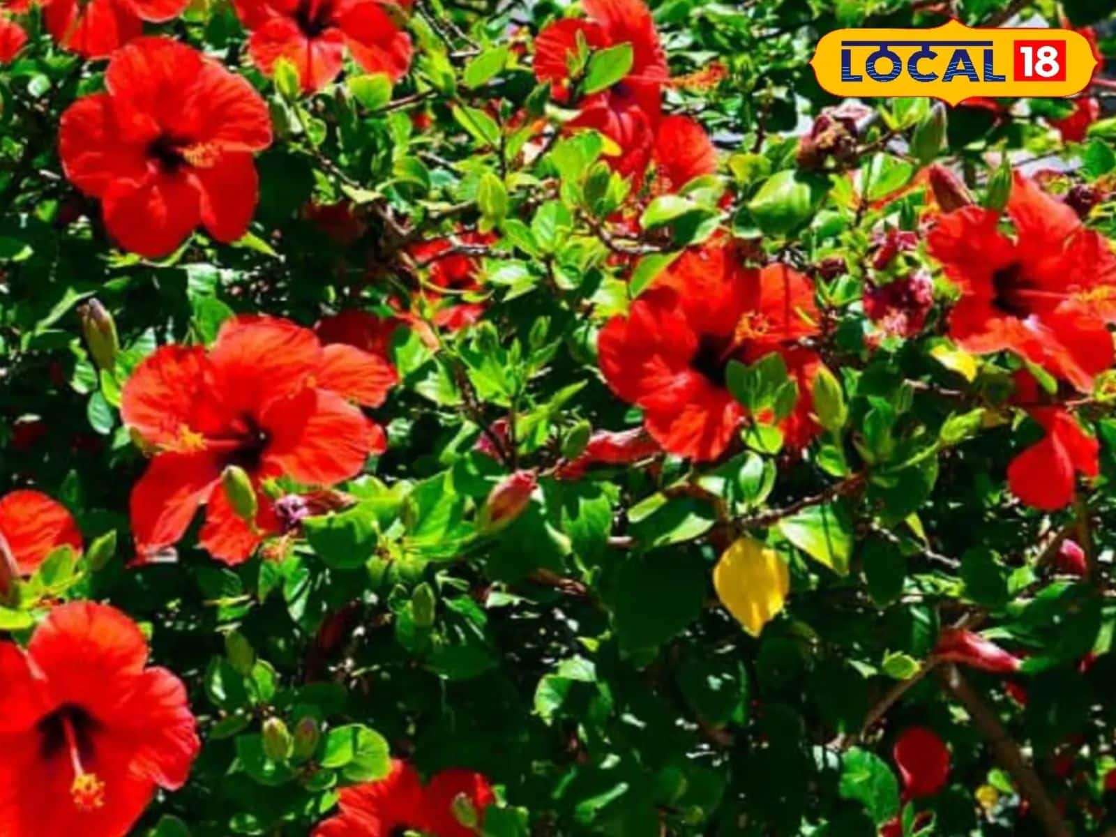 આ એક ફૂલના ફાયદા છે અનેક, 24 જેટલી બીમારીઓનો રામબાણ ઈલાજ-jashud flower ...