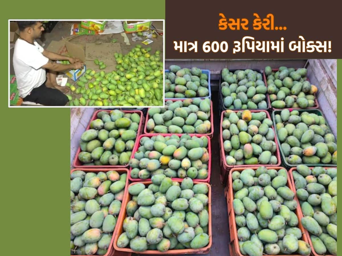 અમદાવાદમાં સસ્તી કેસર કેરી 600 રૂપિયામાં બોક્સ: Buy kesar mango very ...