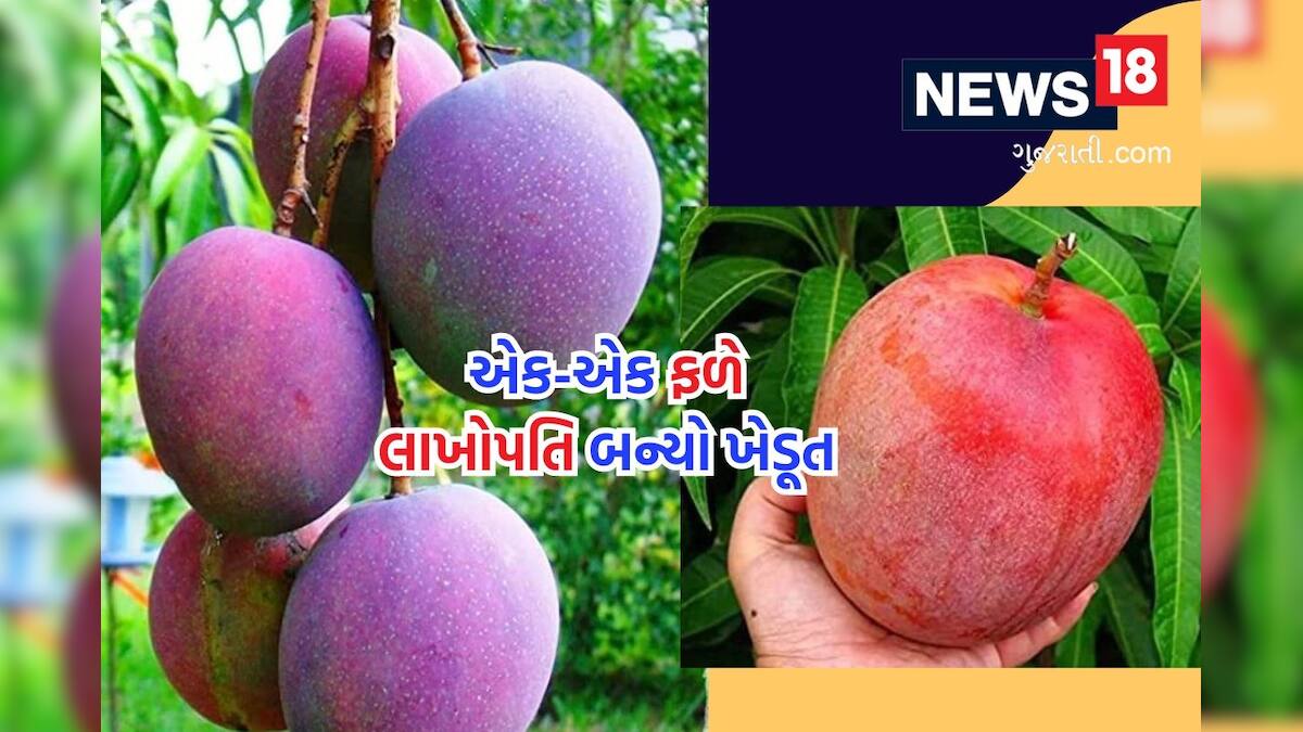 success story of farmer who grows japani miyazaki mangoes on rooftop ...