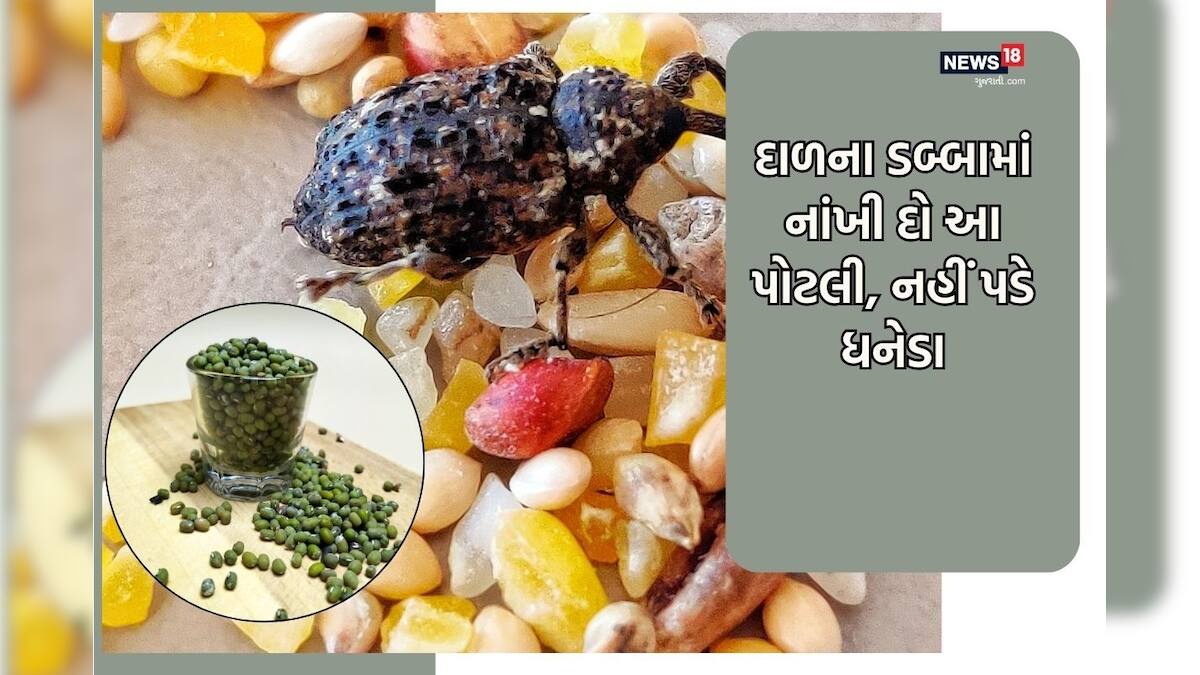 how to use kasuri methi to protect dal from bugs - દાળમાં એકપણ જીવાત કે ...
