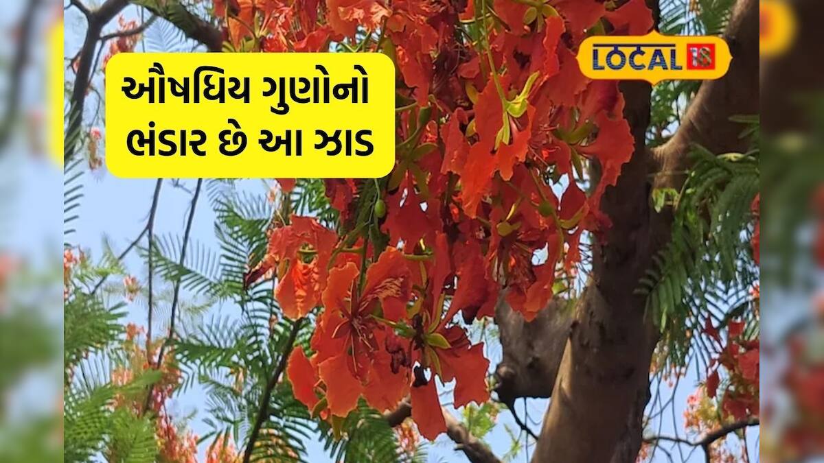 ઐષધીય ગુણોનો ભંડાર છે આ ઝાડ - This tree is a storehouse of medicinal ...