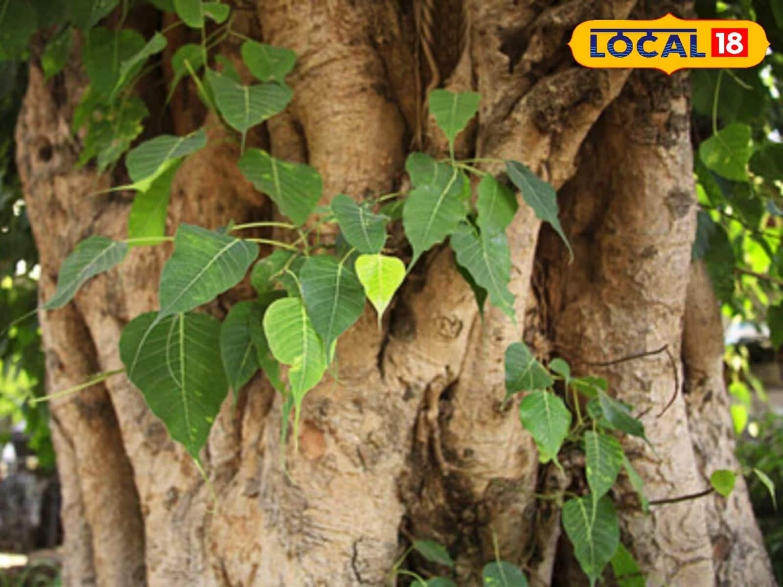 આંગણામાં ભૂલથીએ ન વાવતા આ વૃક્ષ, લગ્ન જીવનમાં પડી શકે છે આવી તકલીફો ...