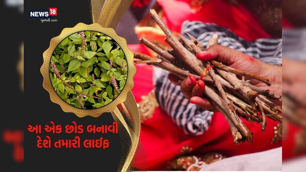 doing 5 remedies of Apamarga Plant will change your luck - આ એક છોડ ...