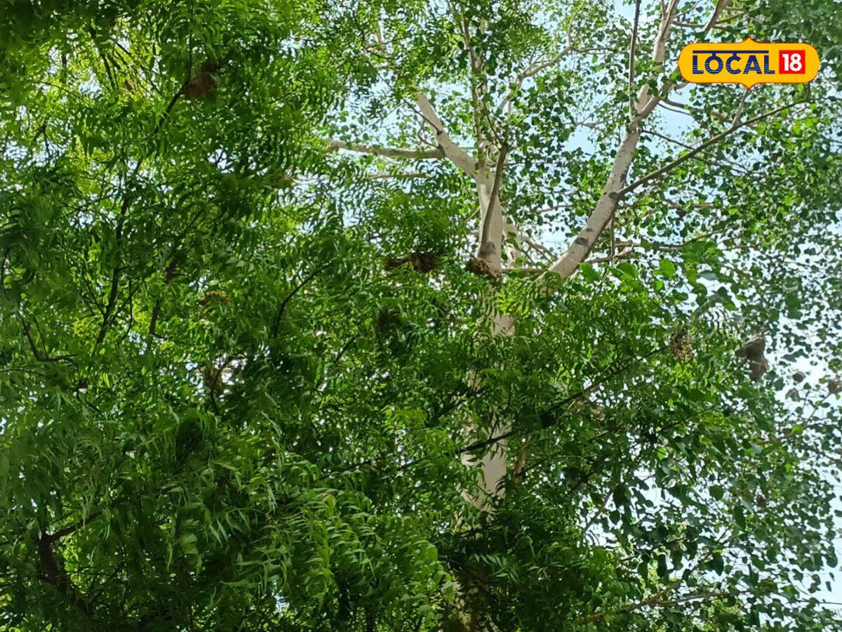 જૂનાગઢમાં બે ઝાડ મૂળથી જોડાયેલા - Two trees connected by roots in ...