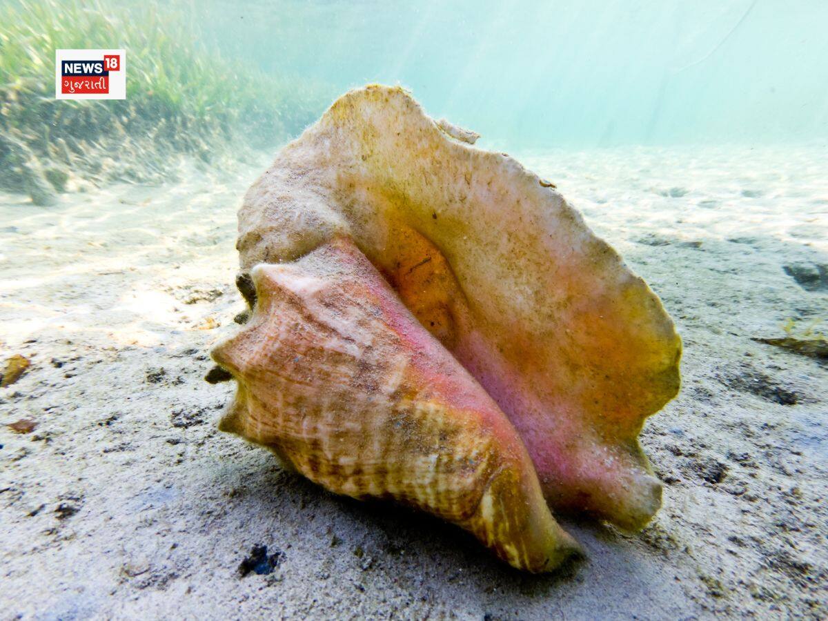 vastu tips to keep conch in right direction - શંખને આ જગ્યાએ રાખવાથી ...