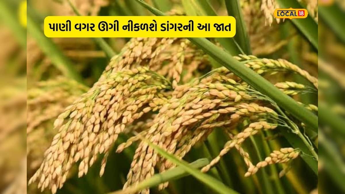 ઓછો વરસાદ પડે છે તો ચિંતા કરશો નહીં, પાણી વગર ઊગી નીકળશે ડાંગરની આ જાત ...