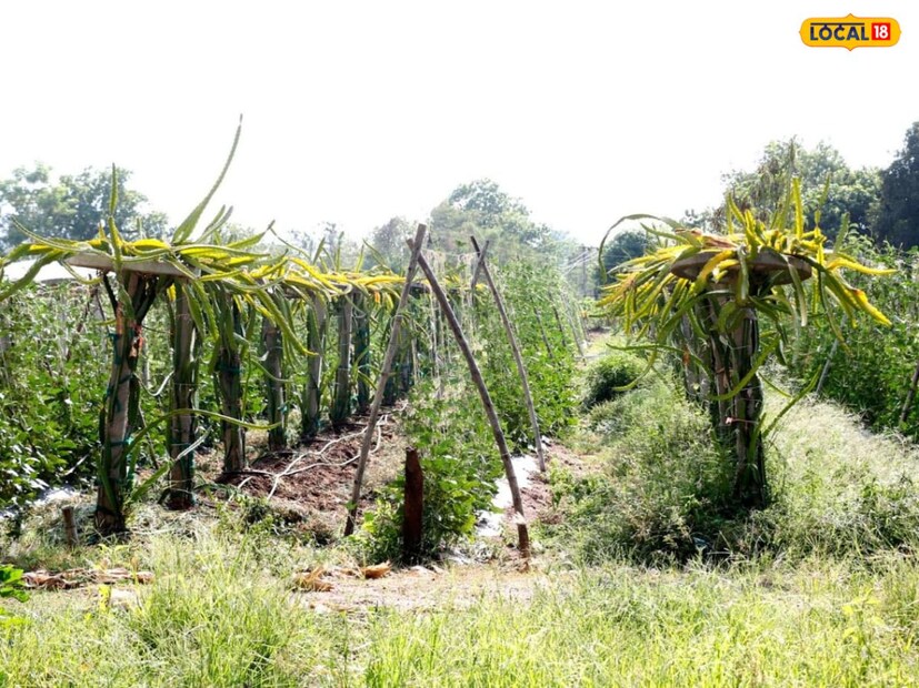 ડ્રેગન ફ્રુટની પ્રાકૃતિક ખેતી કરે છે વડોદરાના આ ખેડૂત, રાજ્યાપાલના ...