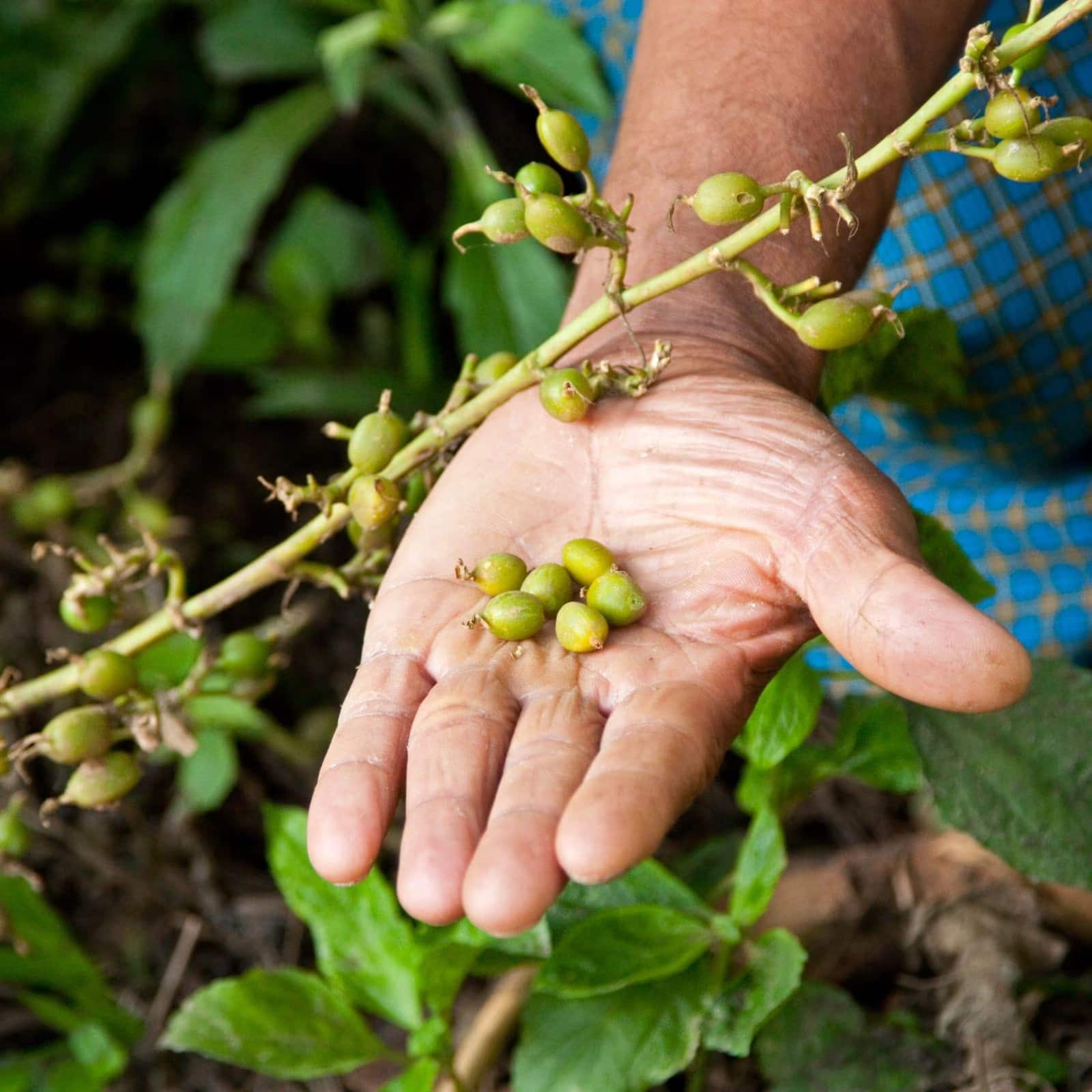 કાયમ મફતમાં ઈલાયચી ખાવી હોય તો આ રીતે ઘરે ઉગાડો છોડ, બજારમાંથી લાવવાની ...