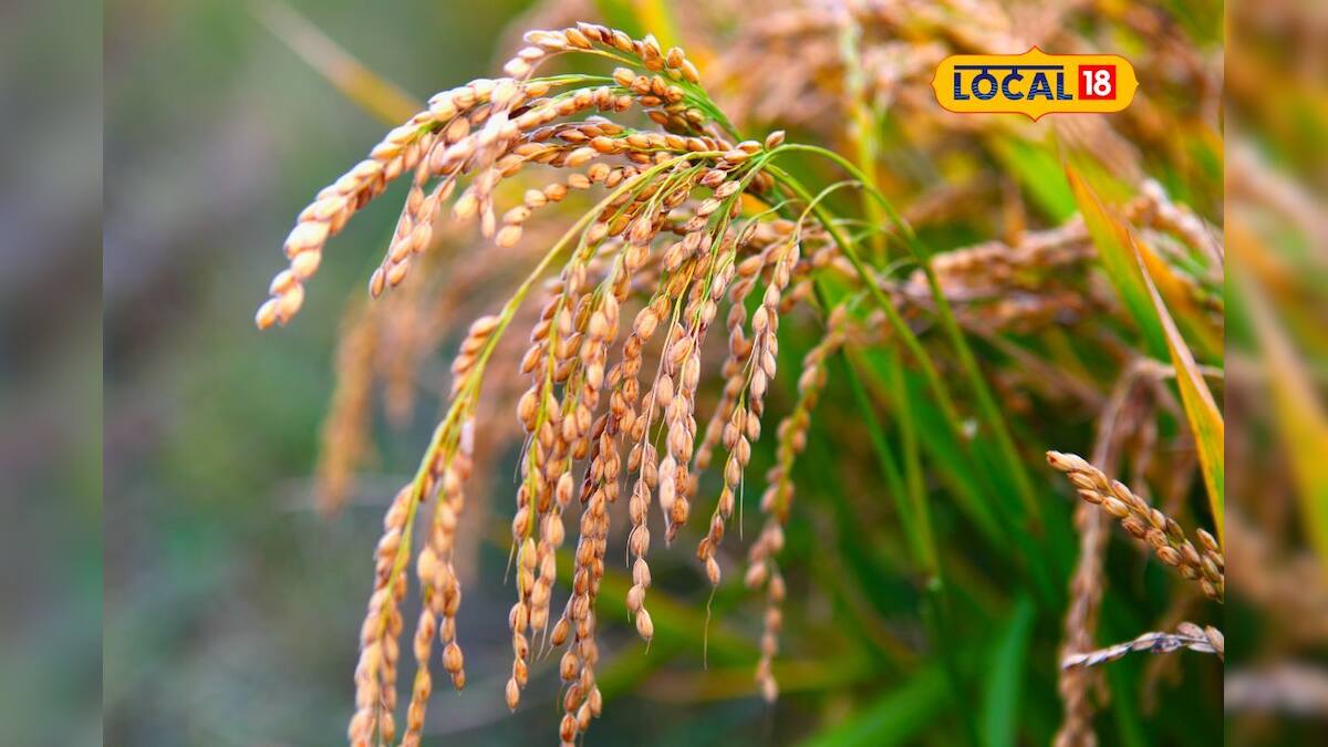 Farming Tips: વાવેતર માટે ક્યા પ્રકારની ડાંગર પસંદ કરવી - What type of ...