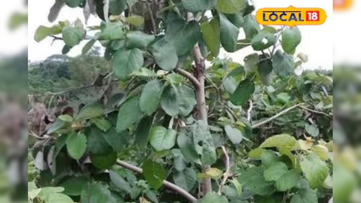 કામની વાત: આ ઝાડના ફળનો રસ દારુડીયાને પીવડાવી દો, 2 મિનિટમાં બધો નશો ...