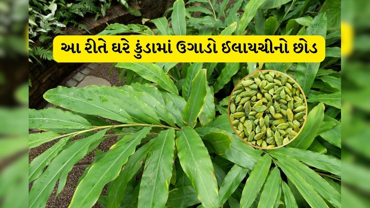 કાયમ મફતમાં ઈલાયચી ખાવી હોય તો આ રીતે ઘરે ઉગાડો છોડ, બજારમાંથી લાવવાની ...