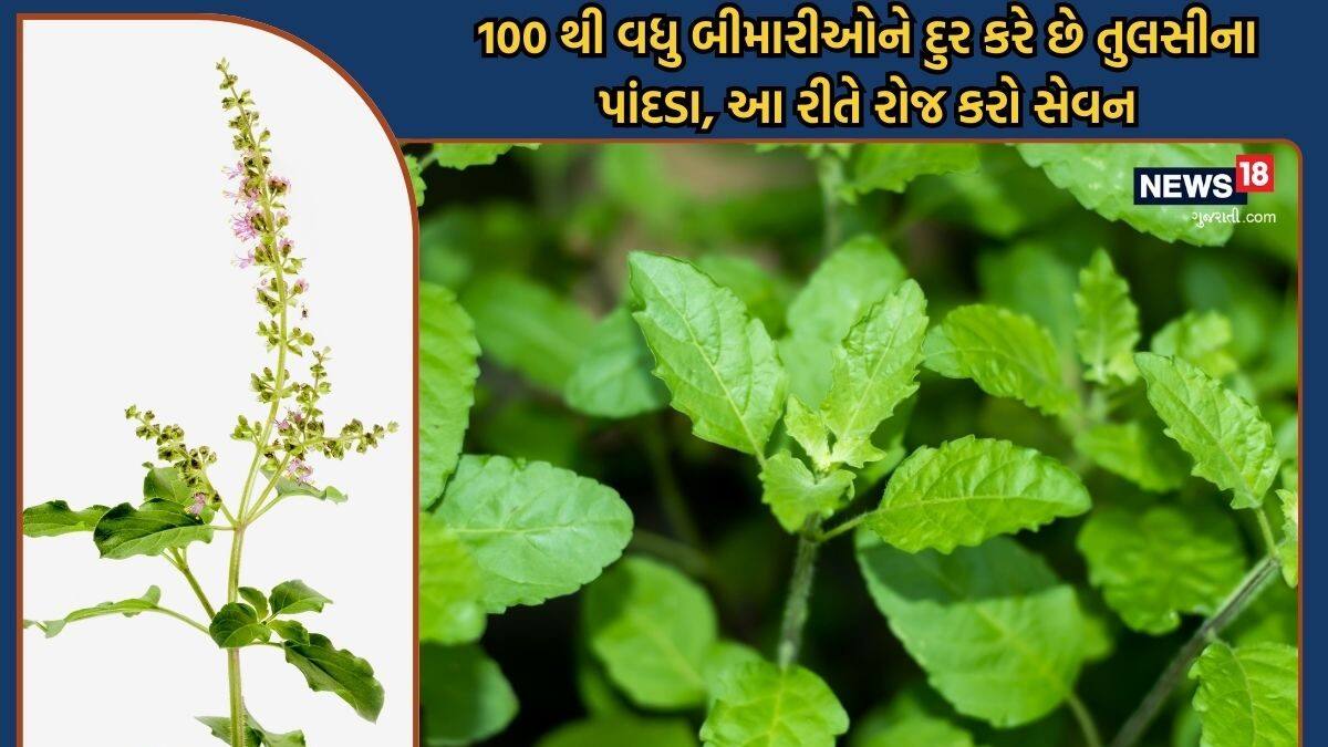 benefits of eating tulsi leaves in morning - 100થી વધુ બીમારીઓનો કાળ છે ...
