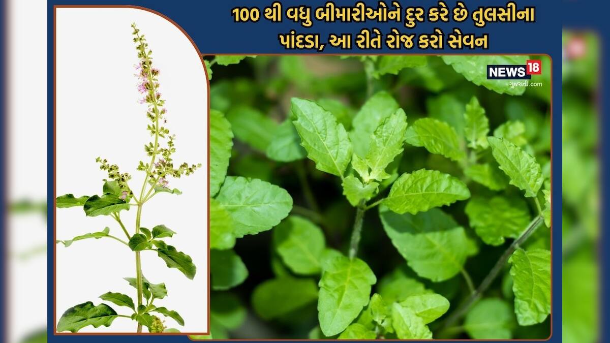 benefits of eating tulsi leaves in morning - 100થી વધુ બીમારીઓનો કાળ છે ...