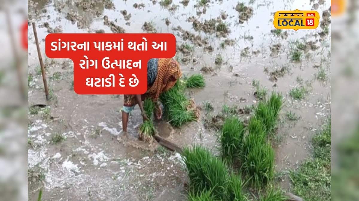 how to cultivaton of which variety of paddy gives more production ...