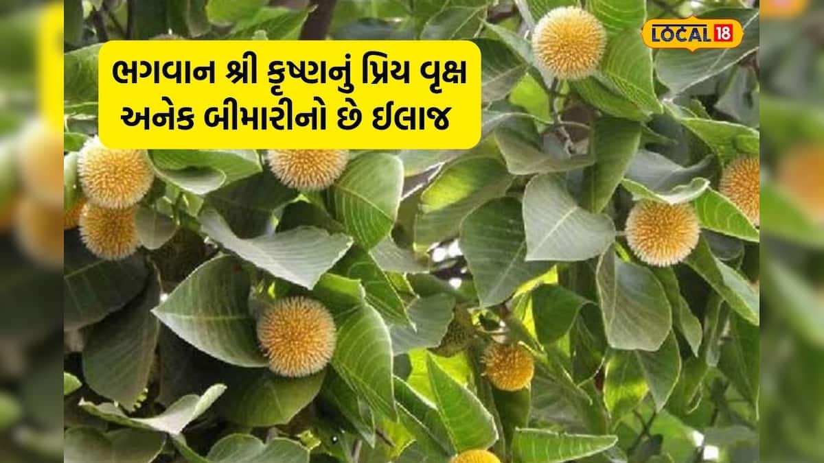 ઘરને સ્વર્ગ બનાવશે ભગવાન શ્રી કૃષ્ણને પ્રિય આ વૃક્ષ, બીમારીઓને રાખશે ...