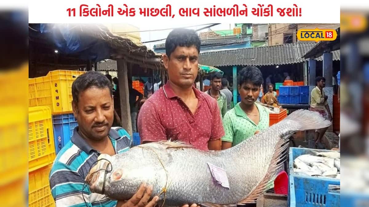 Highest Price Fish: માછીમારની જાળમાં ફસાઈ 11 કિલોની માછલી, તેનો ભાવ ...