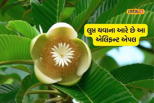 આડેધડ ઉપયોગમાં લેવાતું કરમબલ વૃક્ષ આજે લુપ્ત થવાના આરે - The ...
