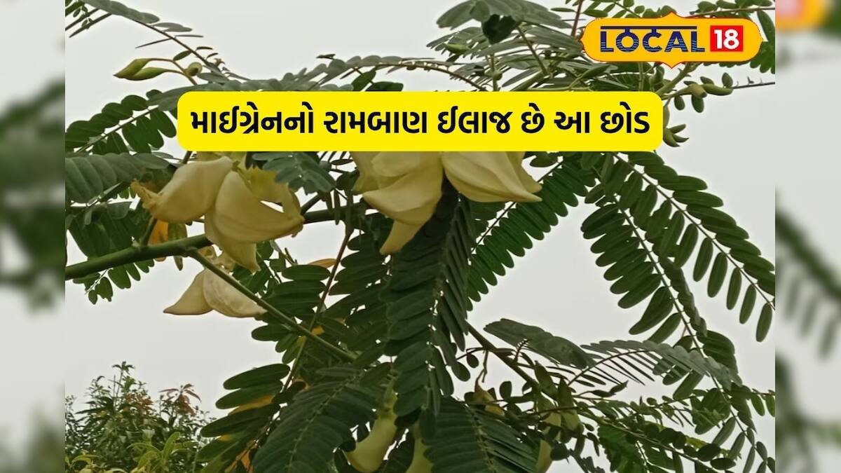 શરદી, ઉધરસ, તાવનો રામબાણ ઈલાજ છે આ છોડ, પત્તાના બને સ્વાદિષ્ટ ભજીયા ...