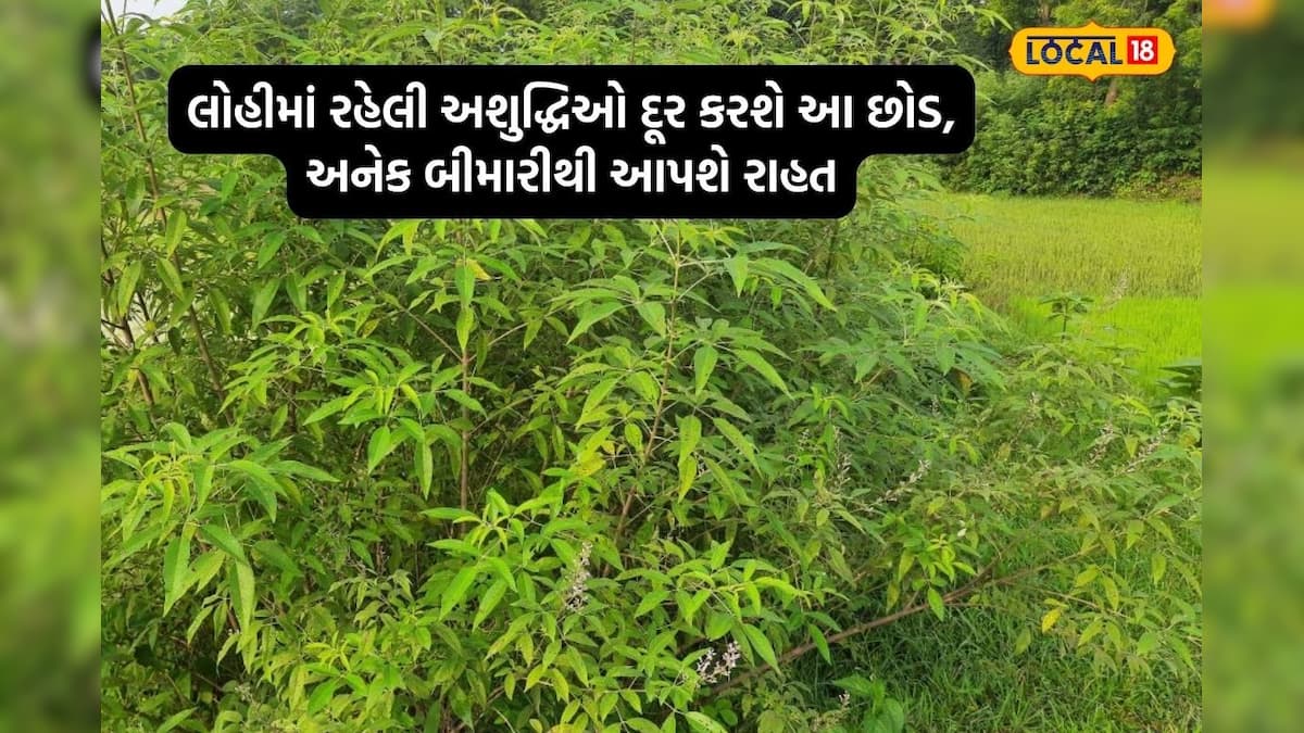 અસ્થમા સંબંધિત બીમારીઓથી રાહત અપાવશે આ છોડ, મચ્છર જેવા જીવ-જંતુને ...