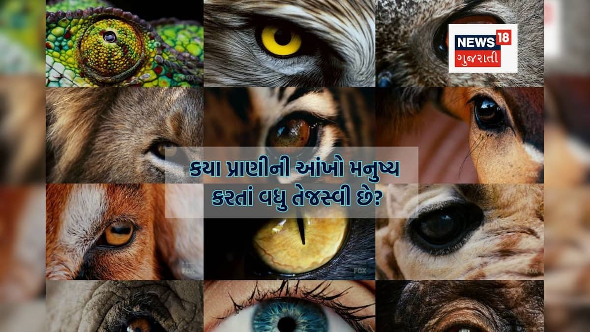 જે મનુષ્ય નથી જોઈ શકતા, તે આ જાનવર આસાનાથી જોઈ શકે છે...જાણો કોણ ...