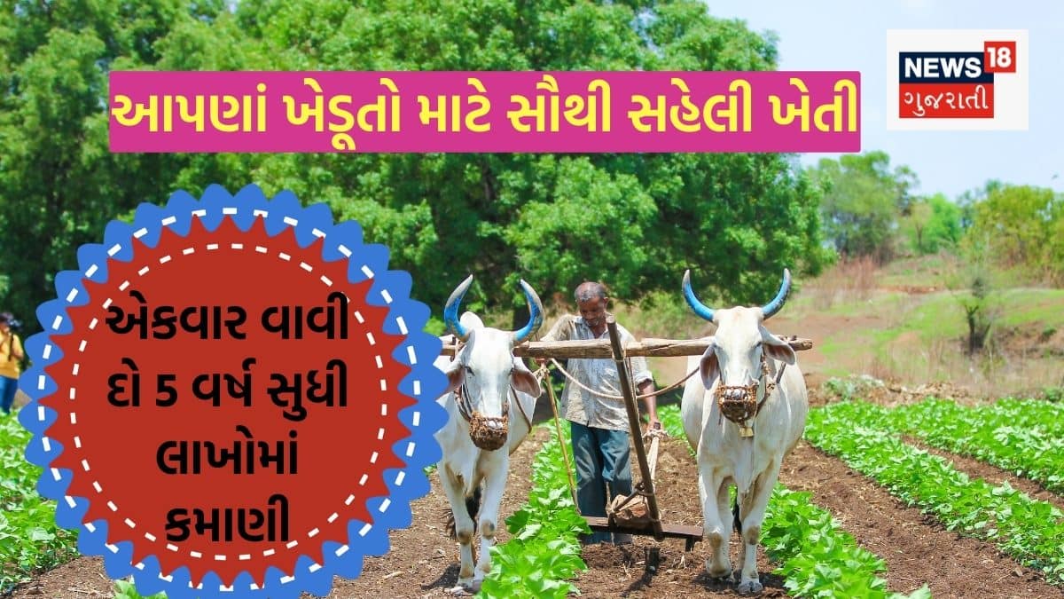 farming tips for gujarat farmers napier grass kheti can earn lakhs of ...