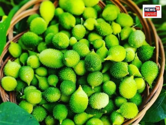 ચોમાસામાં કંકોડા કંટોળા ગુજરાતના ખેતરોમાં થાય છે - spiny gourd kankoda ...