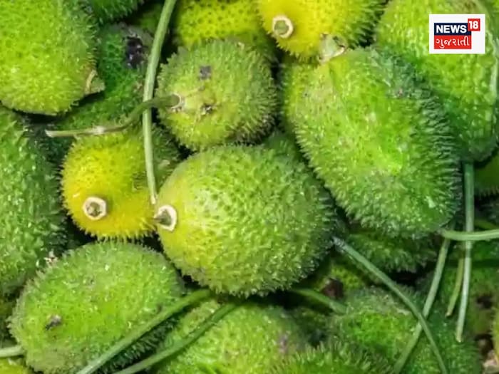 ચોમાસામાં કંકોડા કંટોળા ગુજરાતના ખેતરોમાં થાય છે - spiny gourd kankoda ...