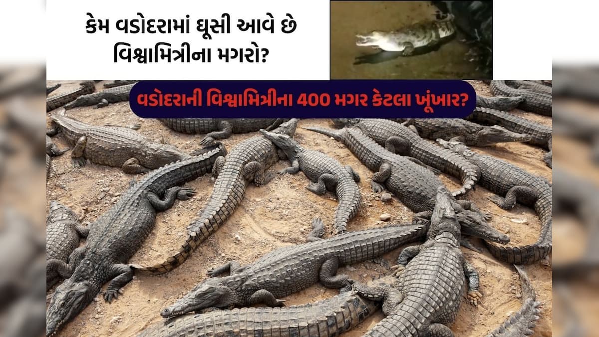 કેમ વડોદરામાં ઘૂસી આવે છે વિશ્વામિત્રીના મગરો? વડોદરાની વિશ્વામિત્રીના ...