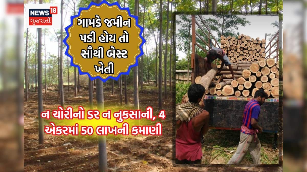 earn 50 lakh with farming malabar neem tree in 4 acre land within 8 ...