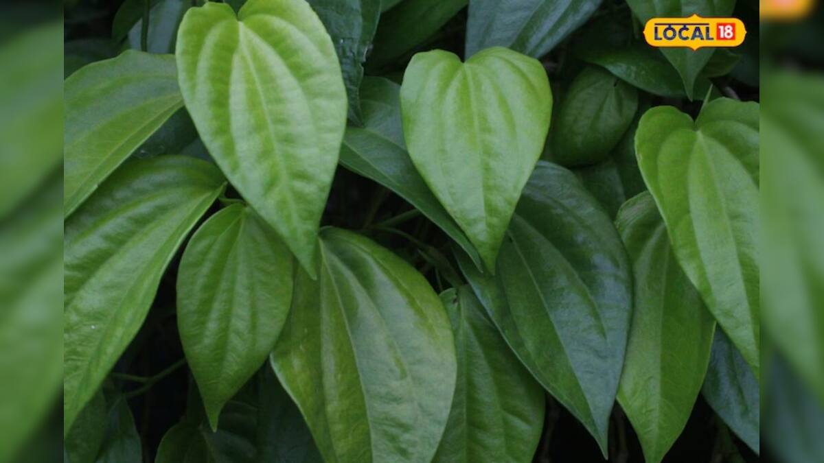 ઔષધિય ગુણોની ખાણ છે આ મામૂલી પત્તા: ગળાની બીમારી સહિત દાંત-પેઢાના ...