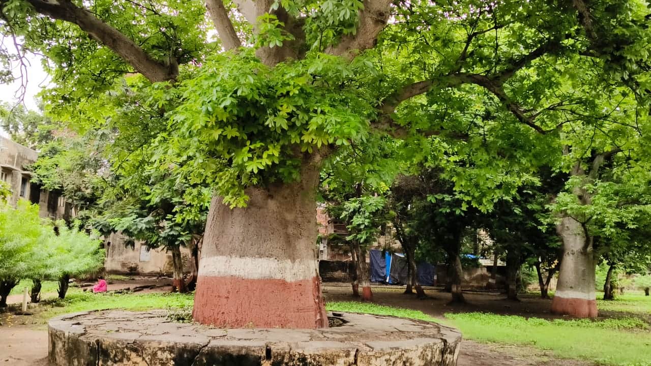 125 વર્ષ જૂનુ રુખડાનું ઝાડ - 25 year old Baobab tree – News18 ગુજરાતી