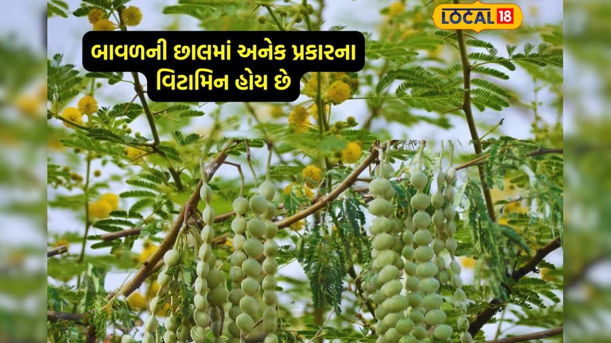 હેલ્થ ટિપ્સ: દેશી બાવળના દાતણ આરોગ્ય માટે અતિ ગુણકારી છે-babool tree ...