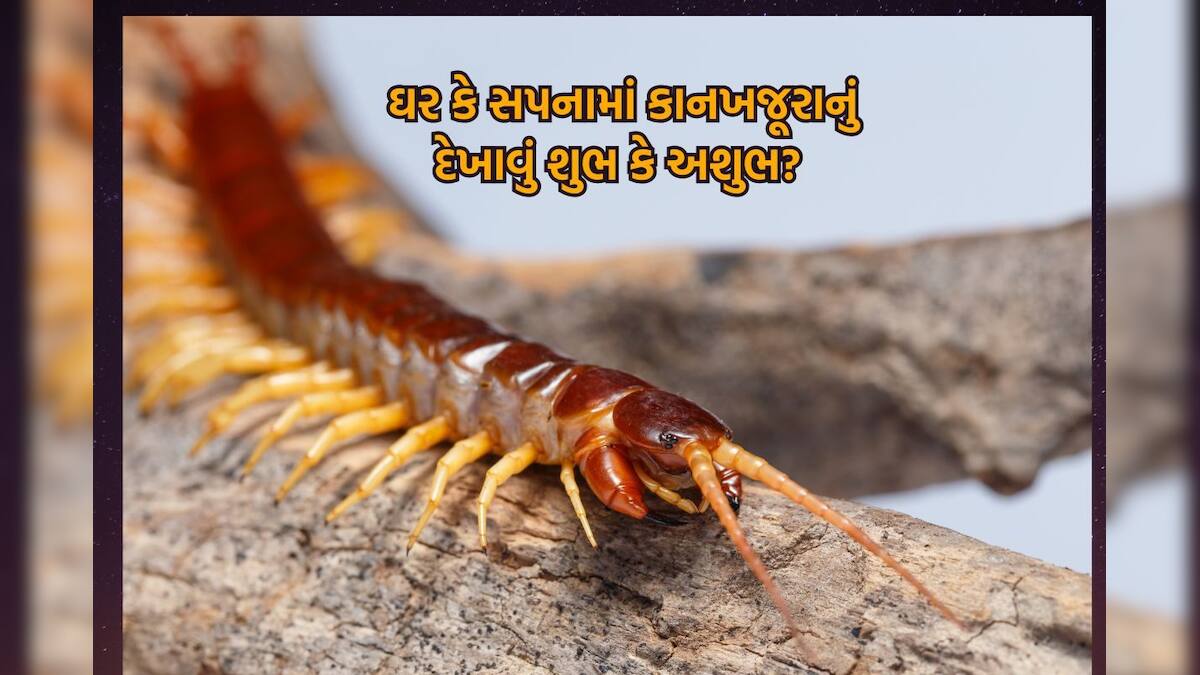 Centipede in house indicate good bad signs - ઘર કે સપનામાં કાનખજૂરાનું ...